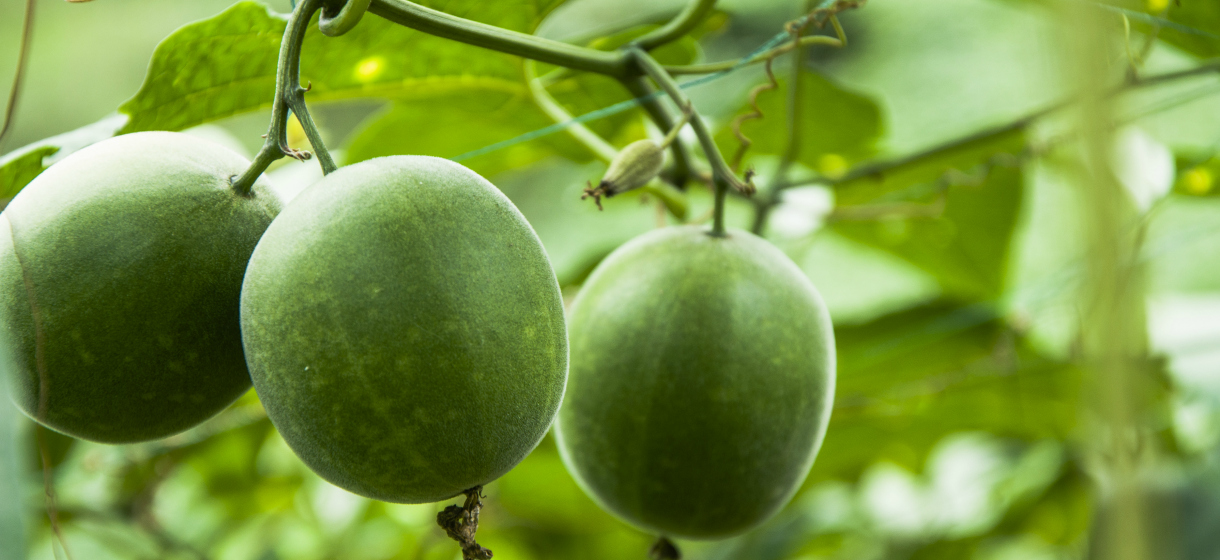 Monkfruit - natural, sweet and finally approved by the FCA!